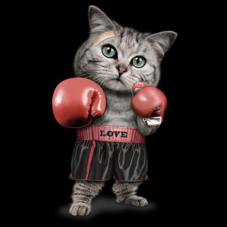 CAT BOXING - NeatoShop